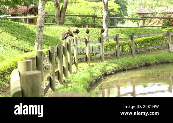 Lagoon biodiversity Stock Videos & Footage - HD and 4K Video Clips - Alamy
