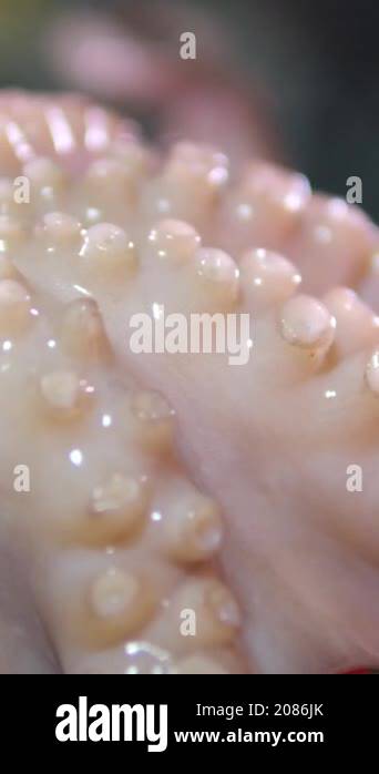 Octopus cooking, chef Boiling fresh octopus on restaurant kitchen ...