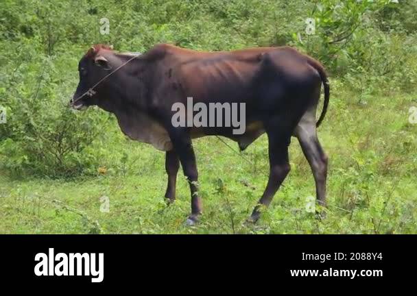 Beautiful cows live together at the rural farm Stock Video Footage - Alamy