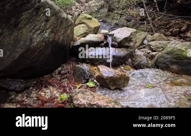 A gentle stream cascades over smooth stones in a tranquil forest ...