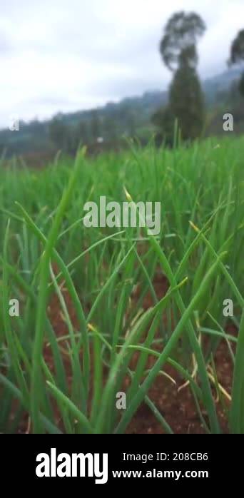 Red Onion Plantation or with the Latin name Allium Ascalonicum on the ...