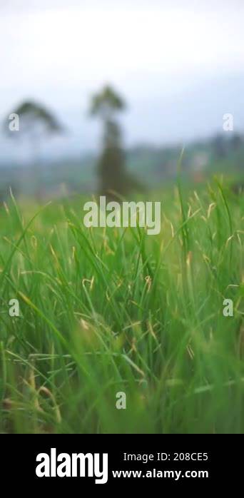 Red Onion Plantation or with the Latin name Allium Ascalonicum on the ...