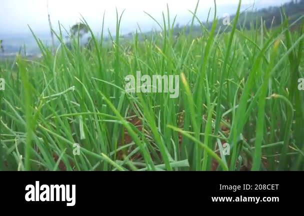 Red Onion Plantation or with the Latin name Allium Ascalonicum on the ...