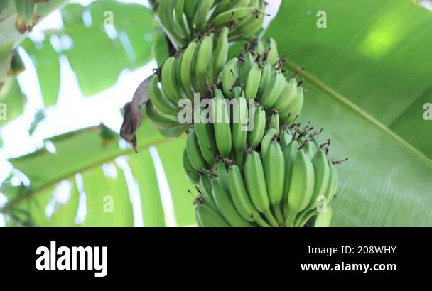 A vibrant cluster of unripe green bananas flourishing on a lush ...