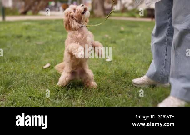 A cute, attentive puppy performs a sit command while training with its ...