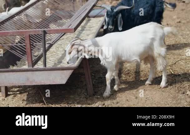 A lively white goat, full of playful spirit and energy, is happily ...