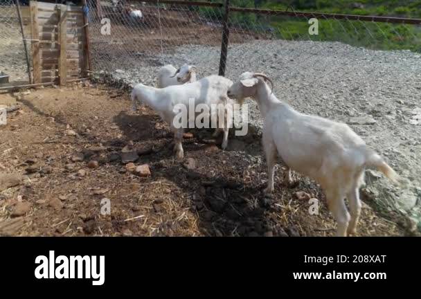 A peaceful and serene rural scene featuring a lively group of white ...
