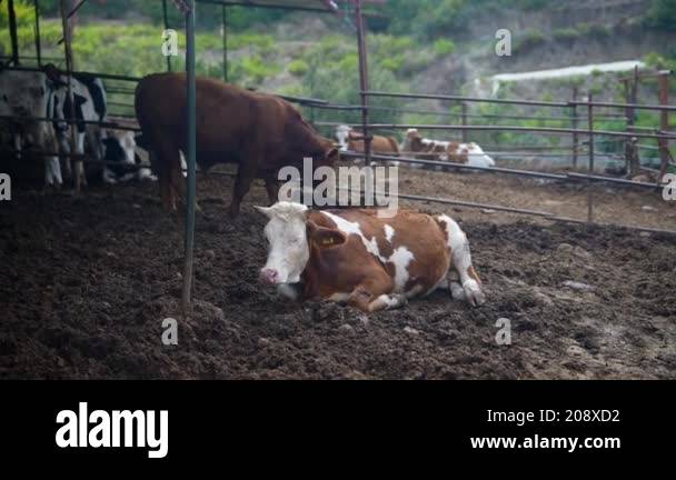 A peaceful and serene farm scene that beautifully showcases cows ...
