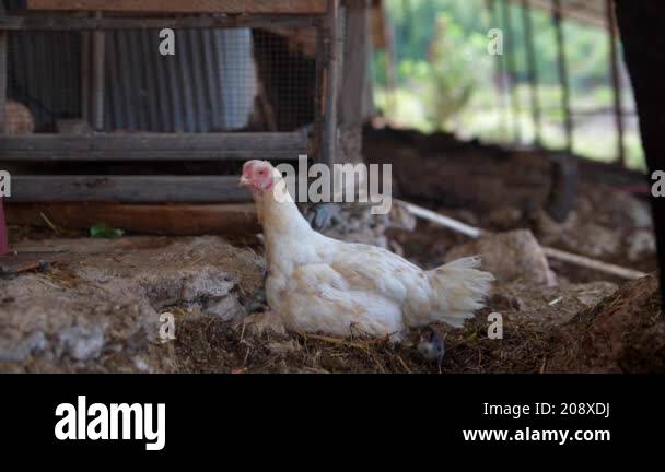 A fluffy white chicken is peacefully relaxing by its cozy coop within a ...