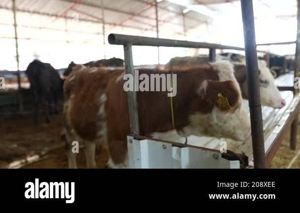 A serene view of cows grazing on a clean dairy farm, highlighting ...