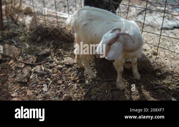 A rare twoheaded goat has recently been captured on a farm, showcasing ...