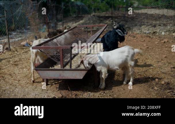 An individual is caring for goats as they happily graze and feed at a ...