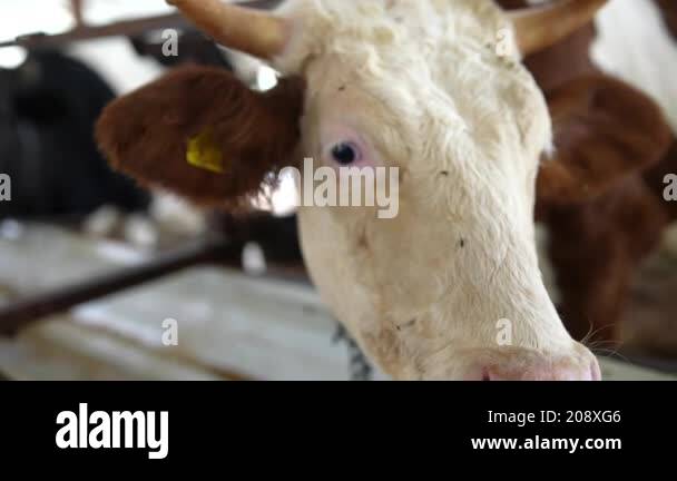 This is a detailed closeup photograph capturing the facial features of ...