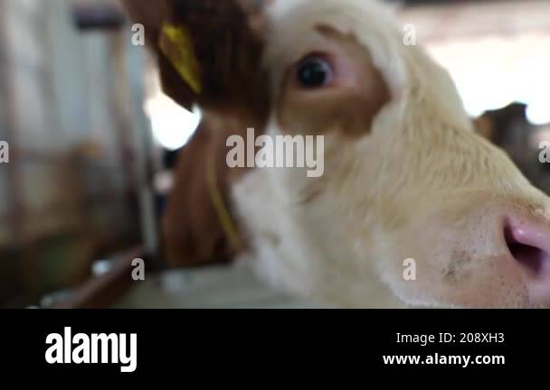 A highly detailed closeup view of a cows nose, effectively showcasing ...