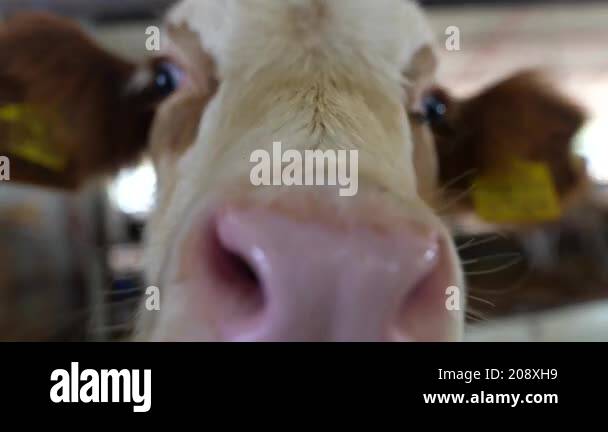 This image shows a closeup of a lively young cow with its distinct ...