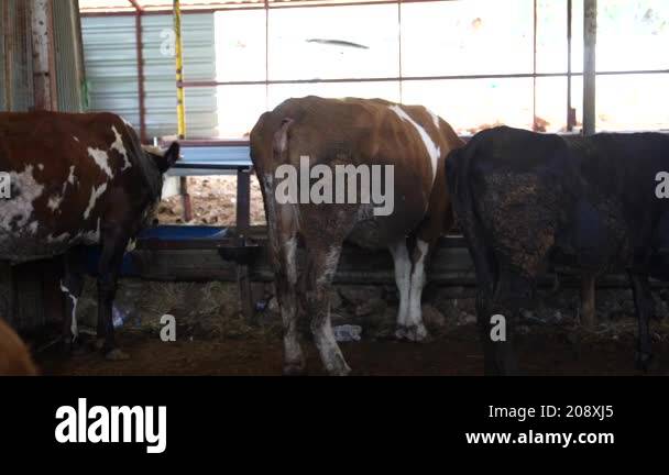 Cattle in a barn highlights essential dairy farming practices and ...