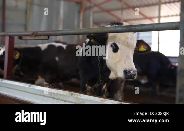 Cows are lined up in a spacious barn, showcasing the essence of farm ...
