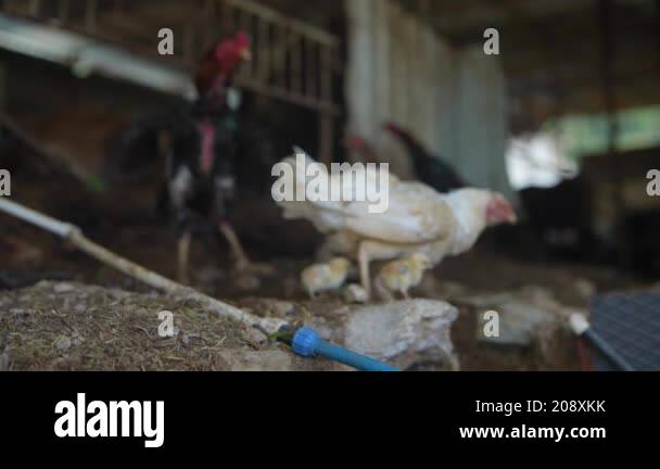 A vibrant and lively farm scene featuring various chickens and turkeys ...