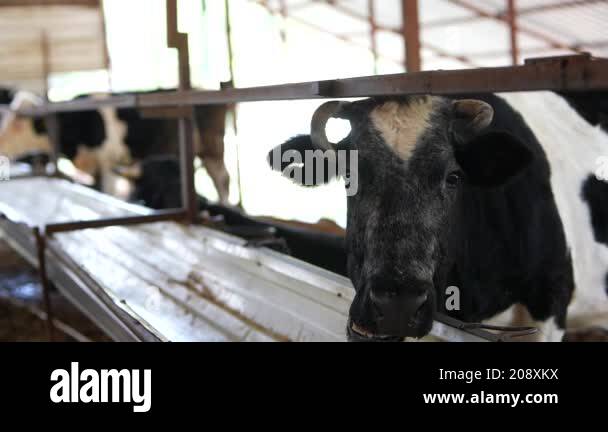 A closeup image of a dairy cow inside a barn, highlighting the essence ...