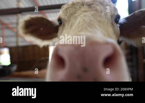 A detailed and captivating closeup view of a cows face, showcasing all ...