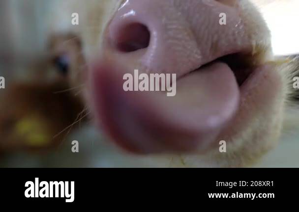 A closeup view of a cows nose, highlighting its unique texture and ...