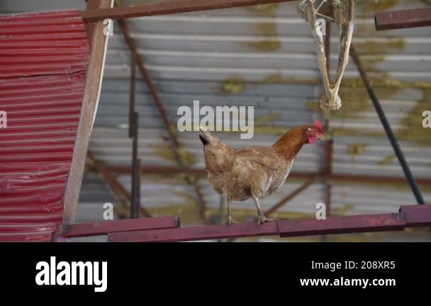 A chicken confidently walks along a narrow ledge in a charming rustic ...