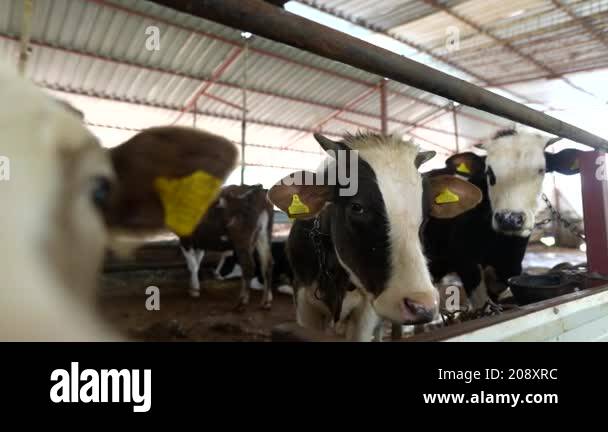 Contented cows await in a spacious barn, highlighting effective ...