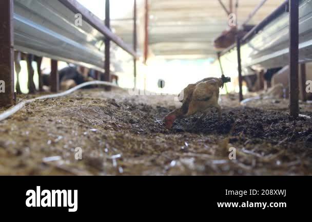 A freerange chicken is foraging on the ground inside a large barn that ...
