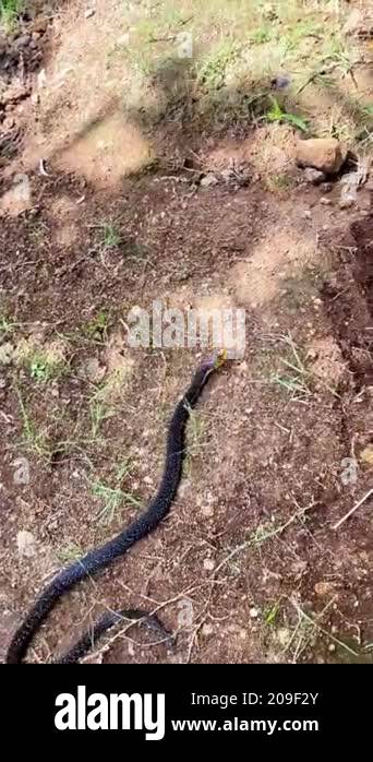 a young cobra crawls in the grass next to a human dwelling. venomous ...