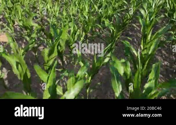 Young green maize corn in cornfield low aerial view. Industrial crops ...