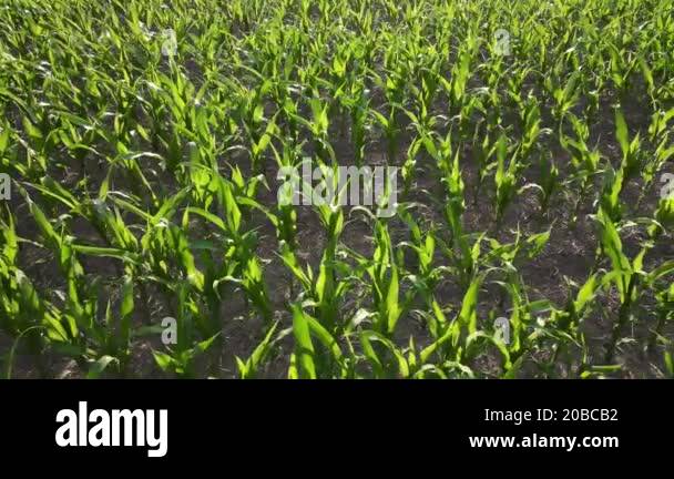 Corn on green stalks in field. Maize plant and sweetcorn aerial view ...