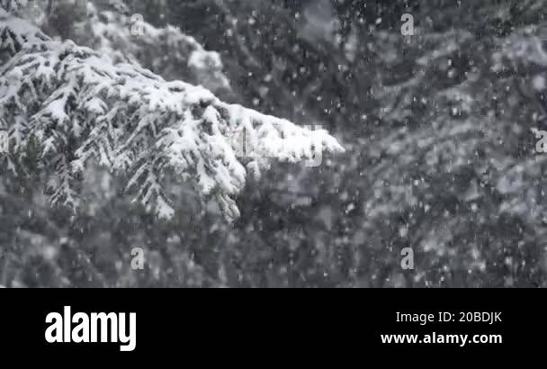 Falling snow in the woods, flakes closeup in winter nature, branch of a ...