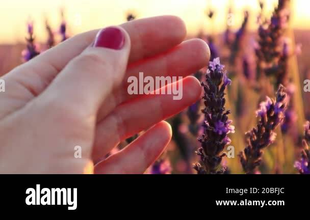 A womans hand touching a branch of blossoming lavender in field ...