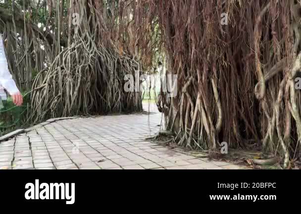 Young girl walking between giant ficus trees in KLCC park near Petronas ...