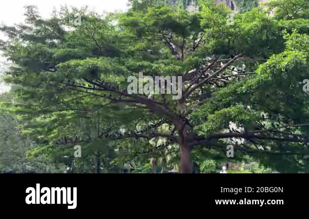 Close-up of big tree fully occupied by numerous pigeons in Batu Caves ...