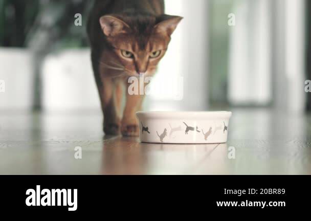 Ginger cat eating food from bowl on floor. Domestic adorable red ...