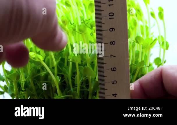 Close-up. Process of measuring height of young green sprouts using ...