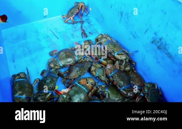 Freshly Caught Crabs with Tied Claws in Blue Plastic Container. Exotic ...