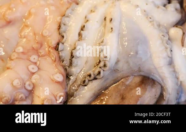 A close view of octopus skin and tentacles, showcasing the unique ...