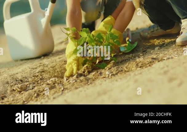 Close up hands carefully planting tree ecosystem child nature plant ...