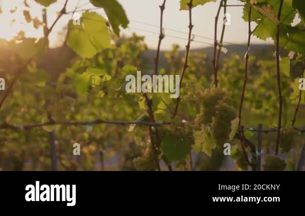 Close up green grape vines in vineyard at sunrise agriculture landscape ...