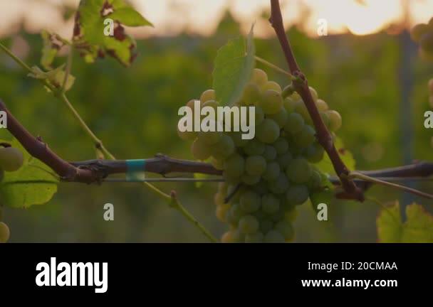 Green grape vines in vineyard at sunrise agriculture landscape plant ...