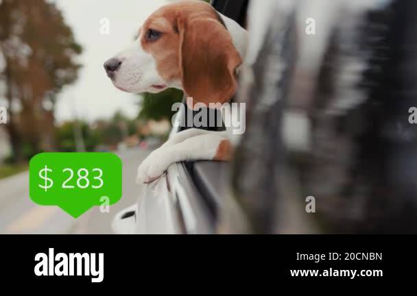 Shot of Beagle Dog Riding a Car and Putting Head Out of Window and ...