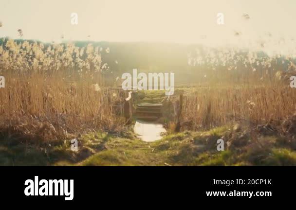 Idyllic scenery. Cinematic landscape with wheat grass, rural field ...