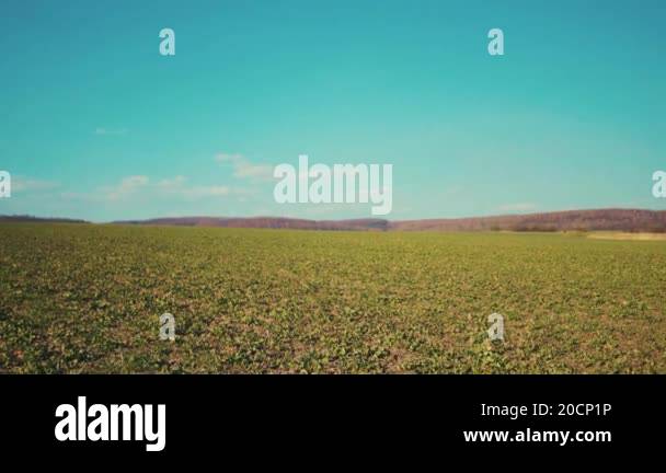 Cinematic view of large agricultural field with wheat crops on spring ...