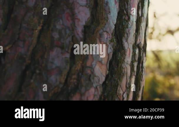 Early spring bright sunshine appears behind a tree trunk. Idyllic ...