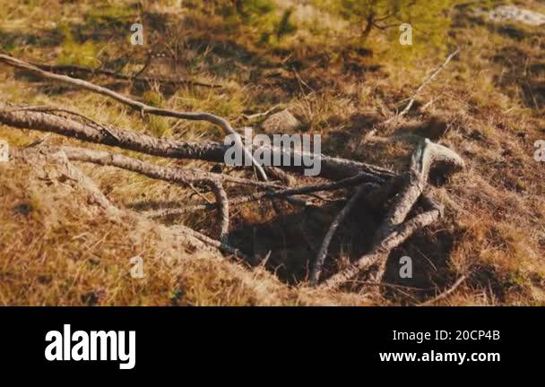 Dry old tree branches lying on desolate soil ground in forest steppe ...