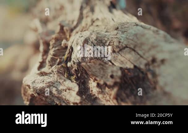 Macro bark of brown wood tree in forest environment landscape textured ...