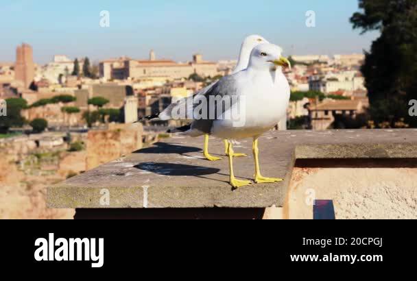 Close up pigeons panorama italy rome ancient city architecture sunny ...