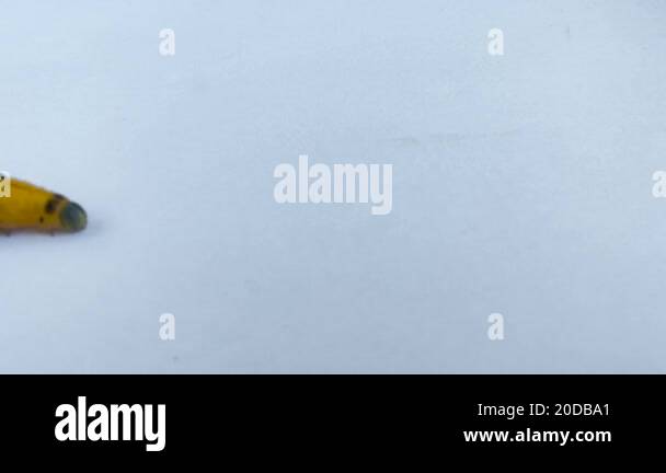 The caterpillar moves with the help of muscles in wave-like movements ...